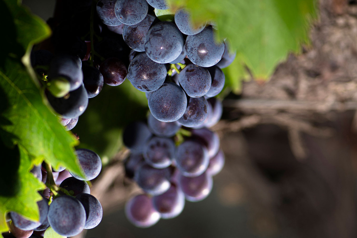 Cépages et certifications – Pépinières Lovera